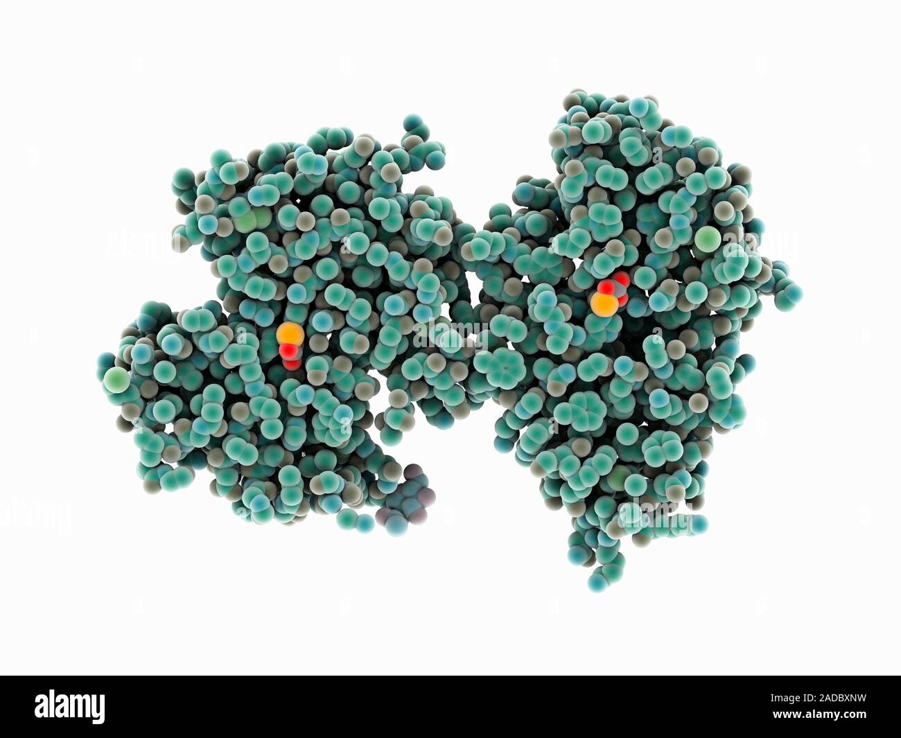 Transferrin transporter molecule. Computer model showing the structure ...
