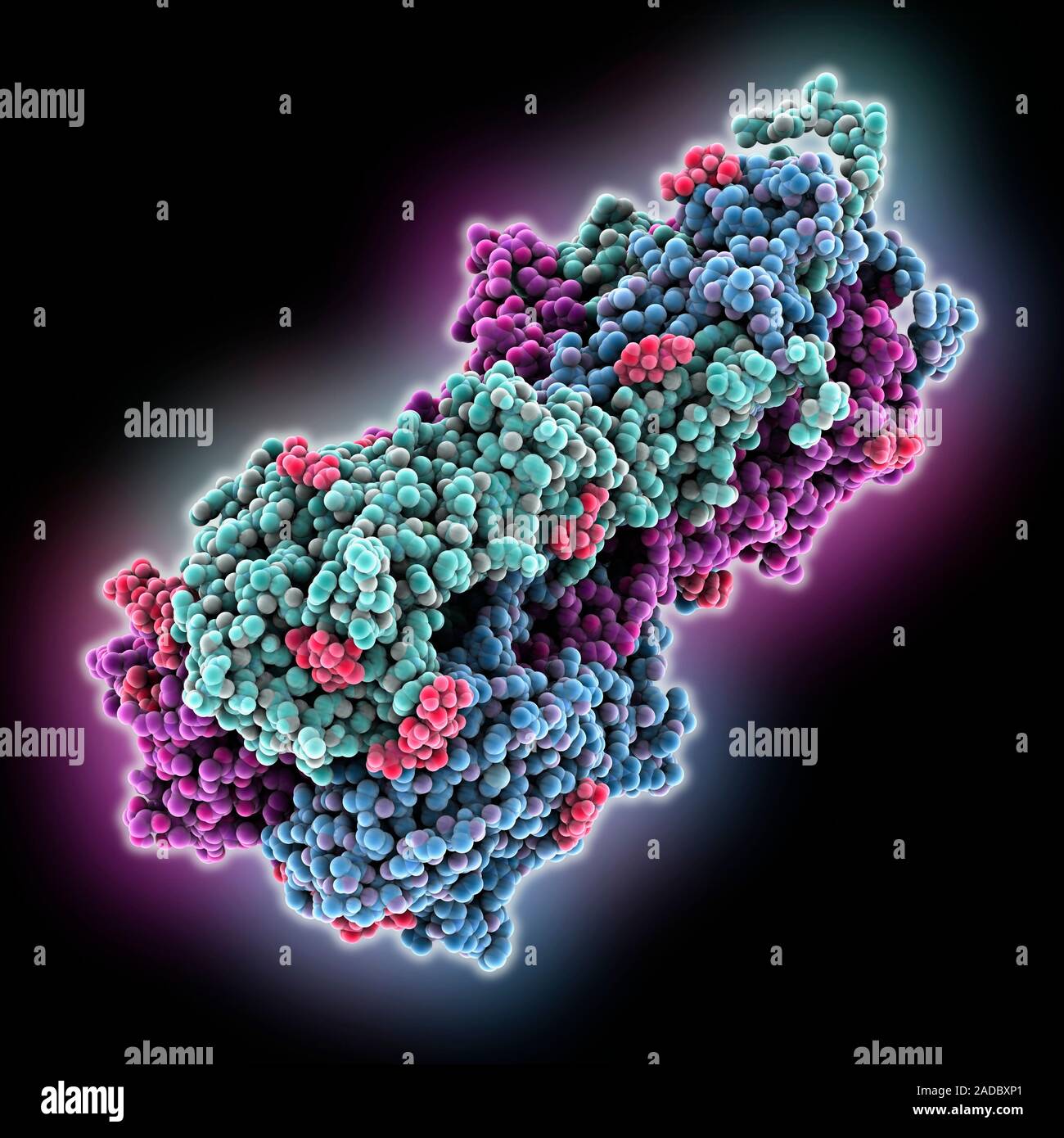 Influenza virus hemagglutinin complex. Computer model showing influenza ...