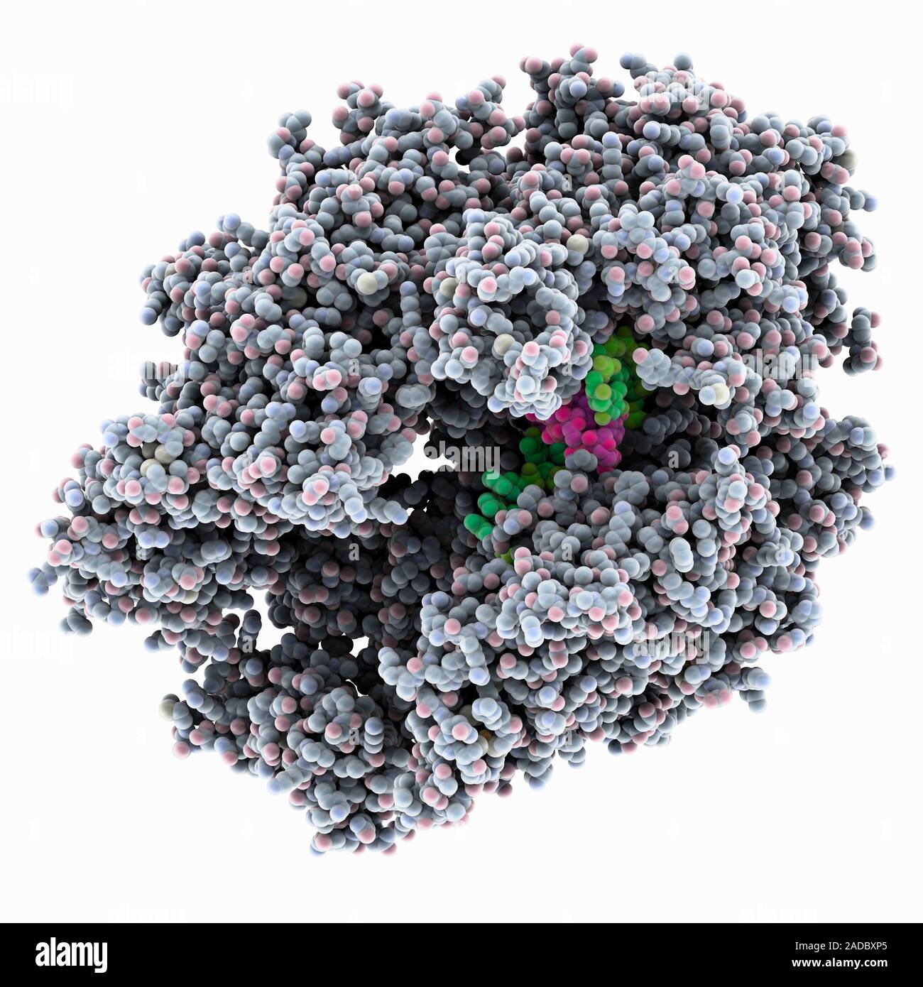 RNA polymerase II elongation complex. Computer model showing yeast RNA ...
