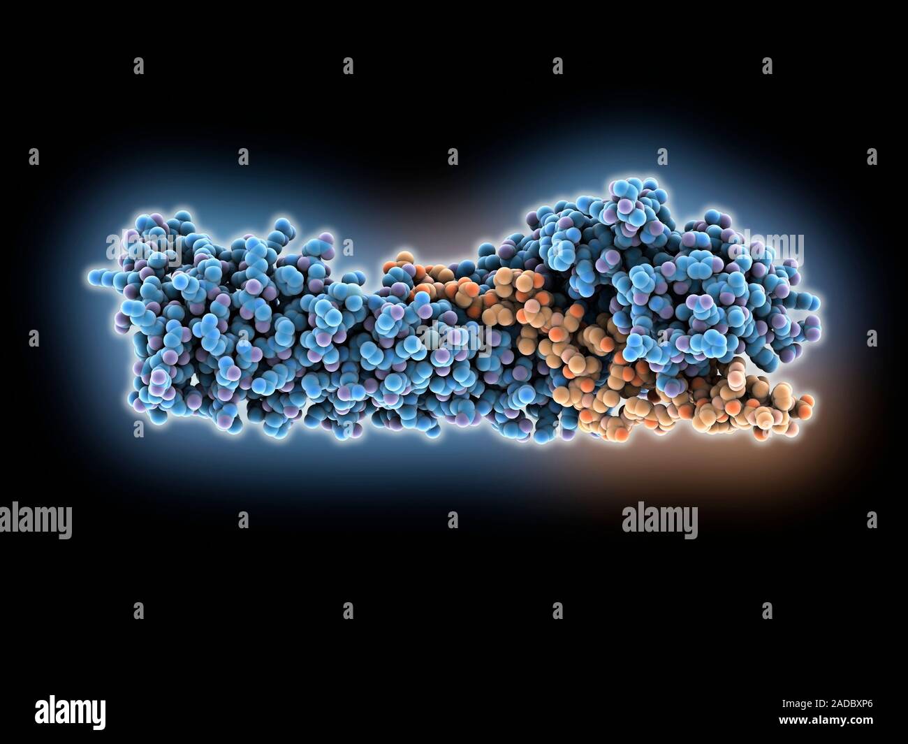 Beta-catenin complexed with E-cadherin. Computer model showing the ...