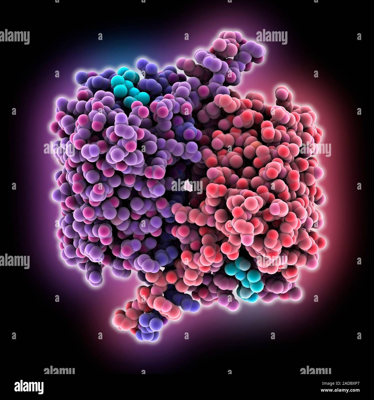 Caspase-1 molecule. Computer model showing caspase-1 complexed with ...