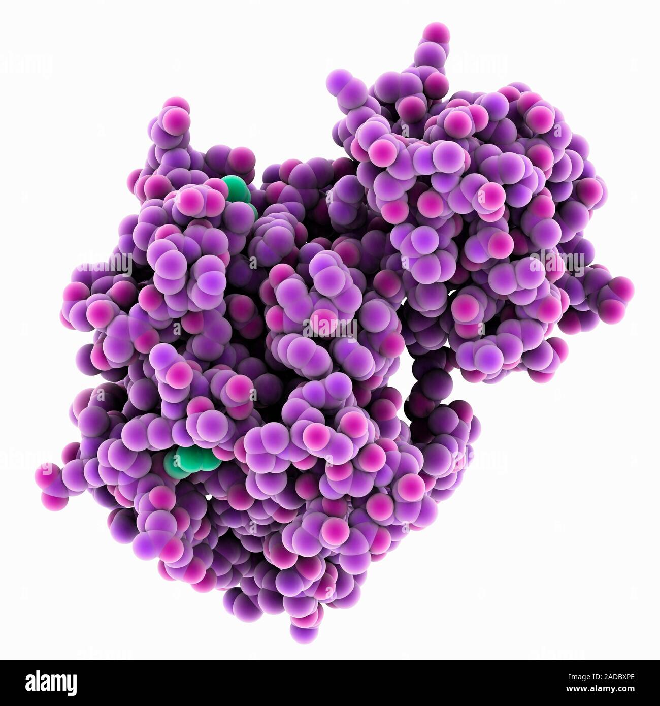 Tyrosine kinase of an insulin receptor. Computer model showing the ...