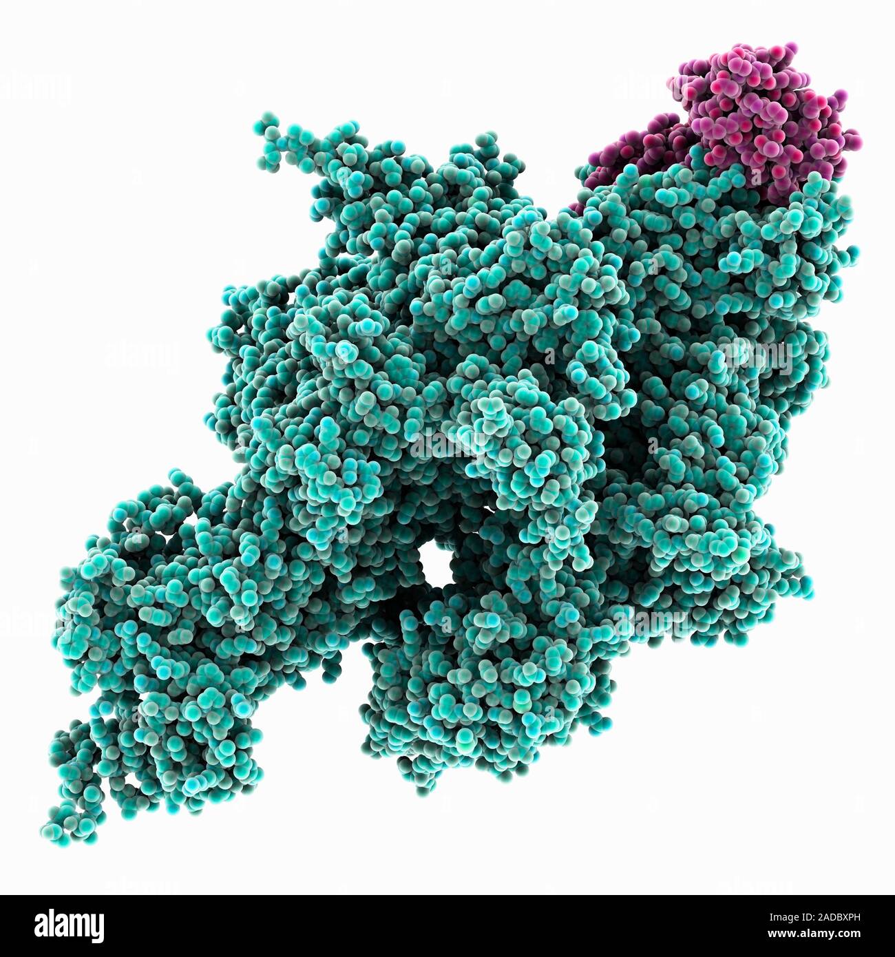 RNA polymerase holoenzyme. Computer model showing the structure of a ...