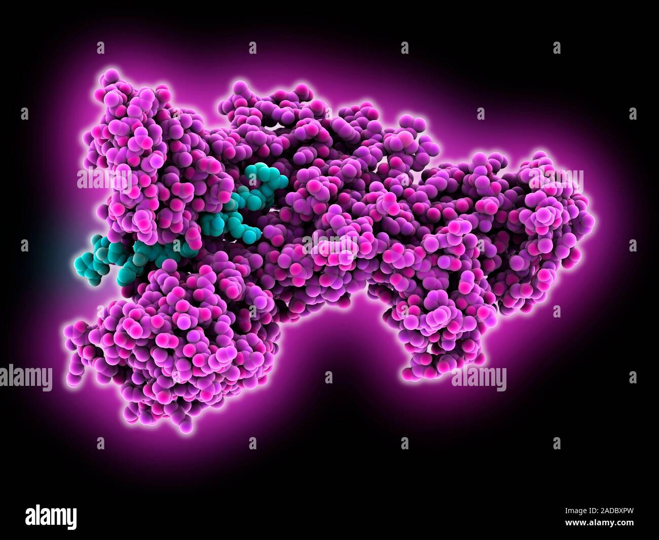 Anthrax toxin lethal factor complex. Computer model showing the ...