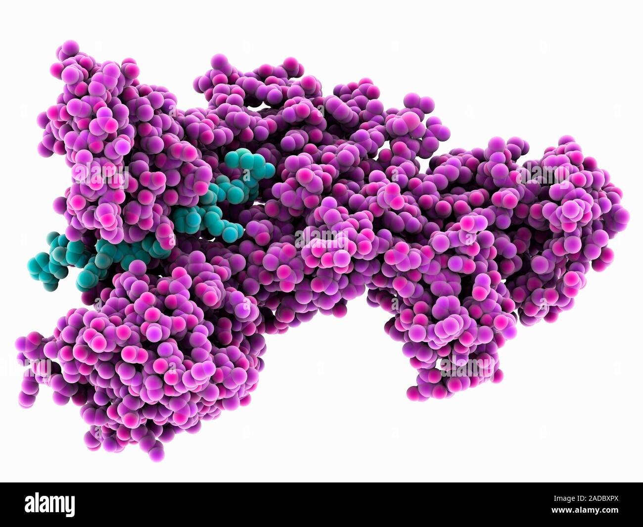 Anthrax toxin lethal factor complex. Computer model showing the ...