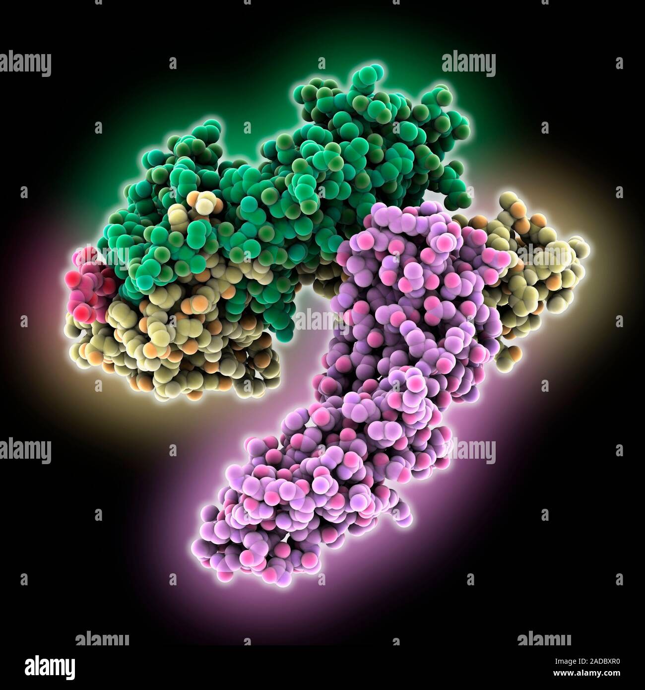 T-cell receptor MHC complex. Computer model showing the structure of a ...