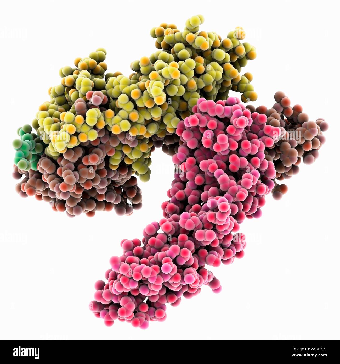 T-cell receptor MHC complex. Computer model showing the structure of a ...