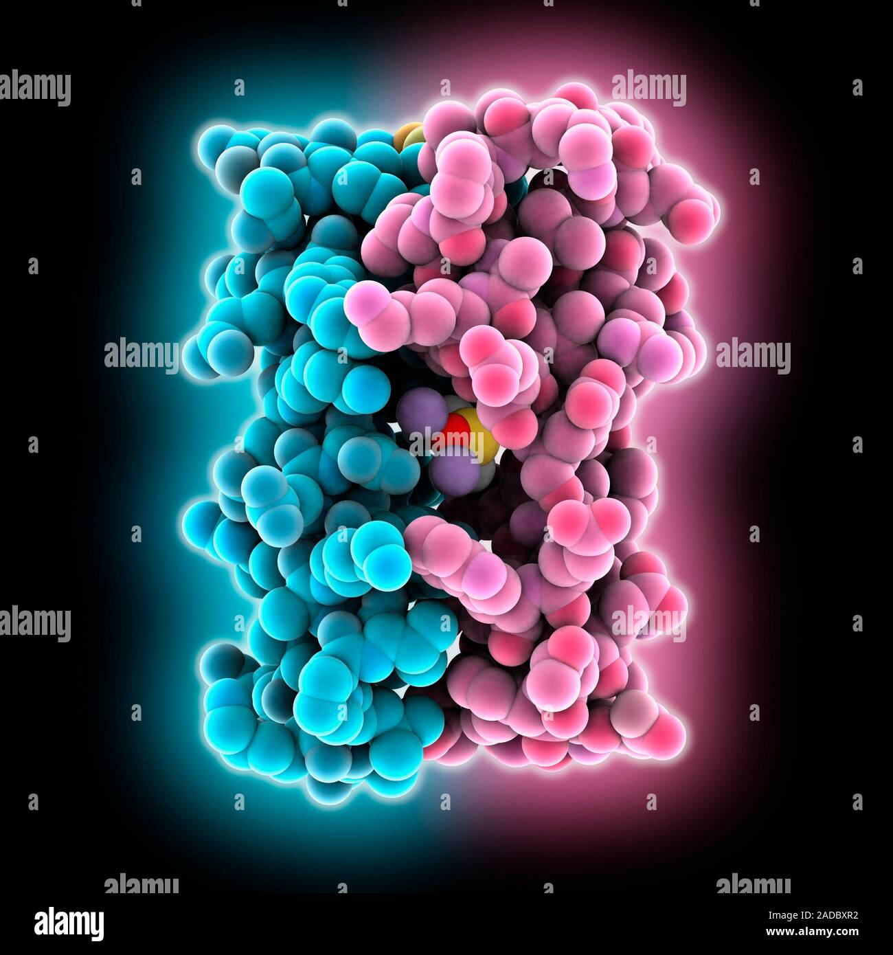 Designer protein DF2 molecule. Computer model showing an engineered ...