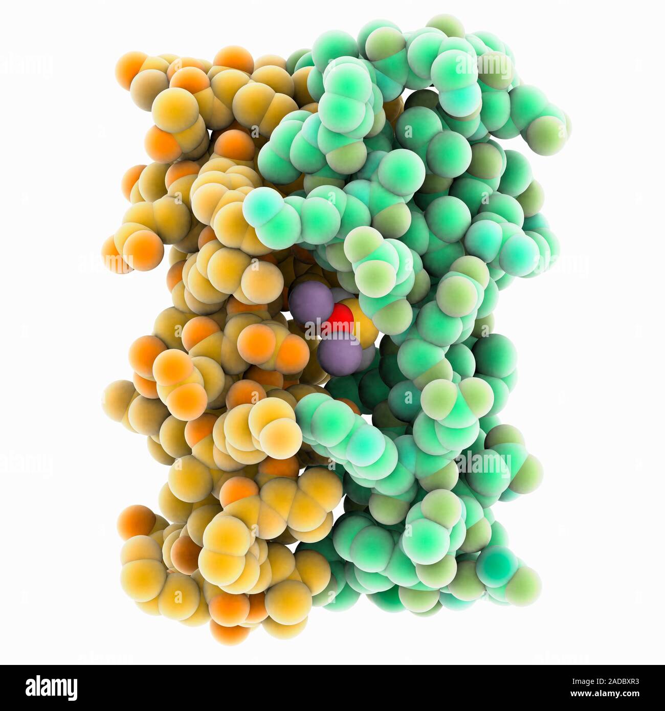 Designer protein DF2 molecule. Computer model showing an engineered ...