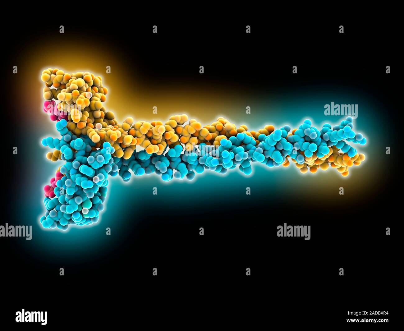 Zinc finger protein early endosome antigen 1 (EEA1). Computer model ...