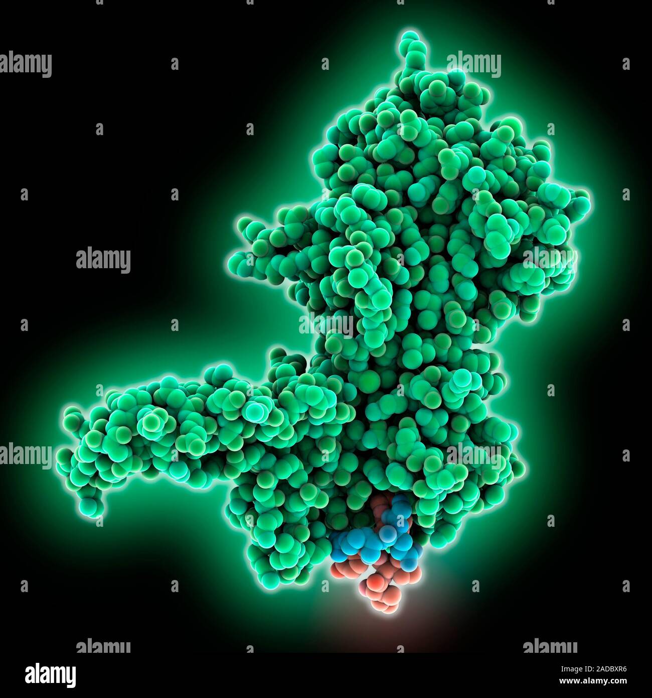 Yeast intein and exteins. Computer model showing the structure of a ...