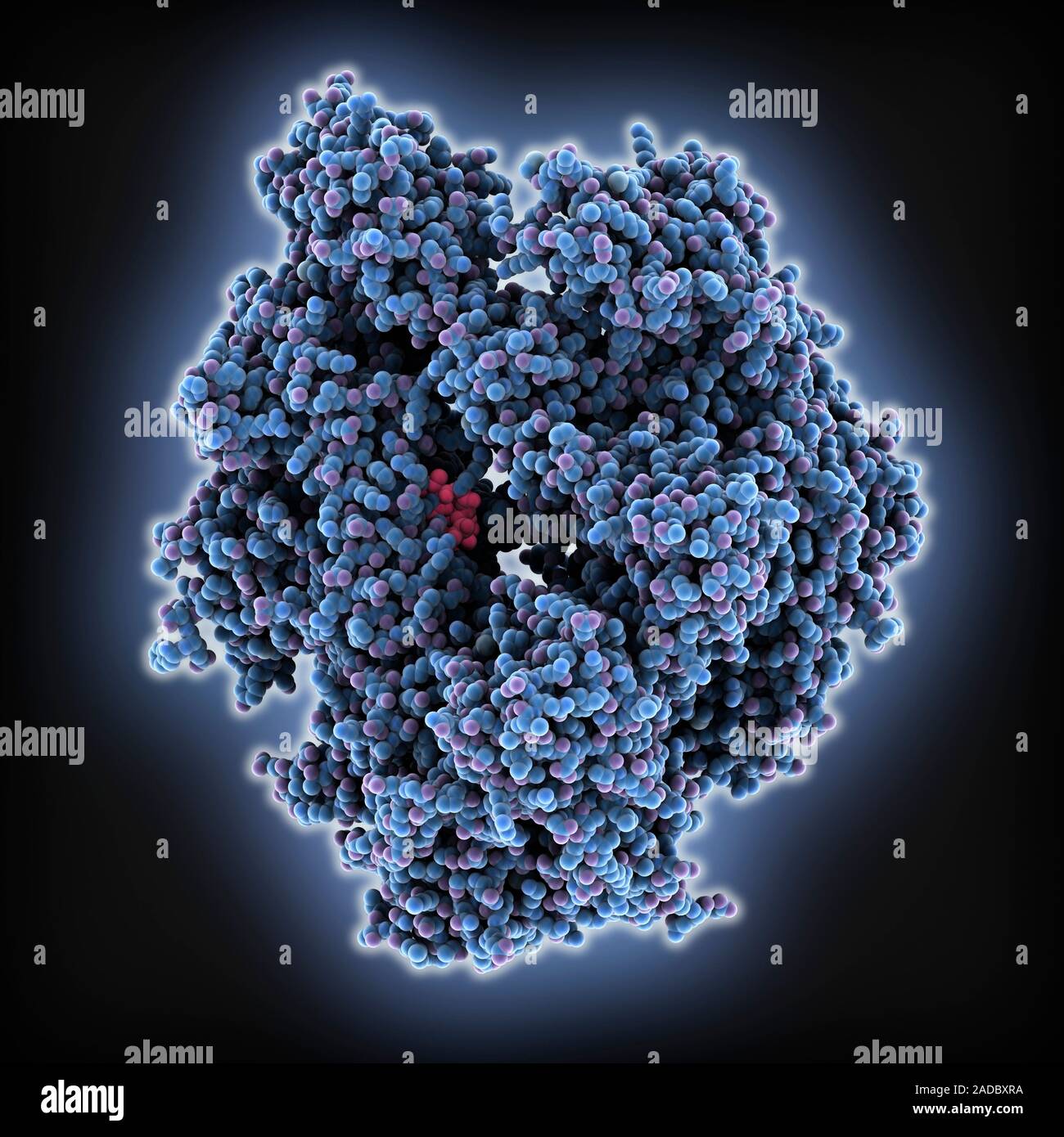 RNA (ribonucleic acid) polymerase inhibition complex. Computer model ...
