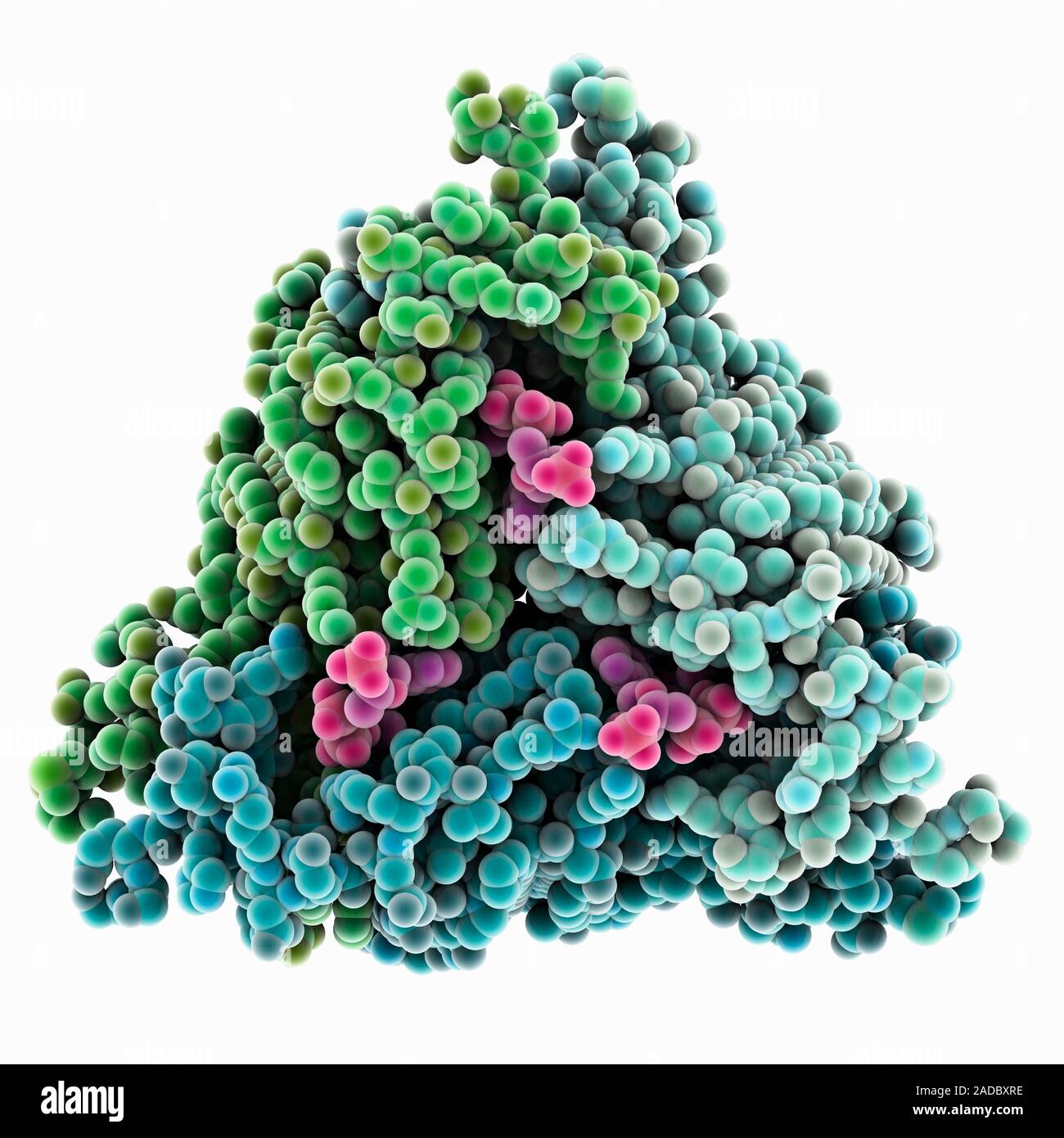 Galactoside acetyltransferase complex. Computer model showing the ...