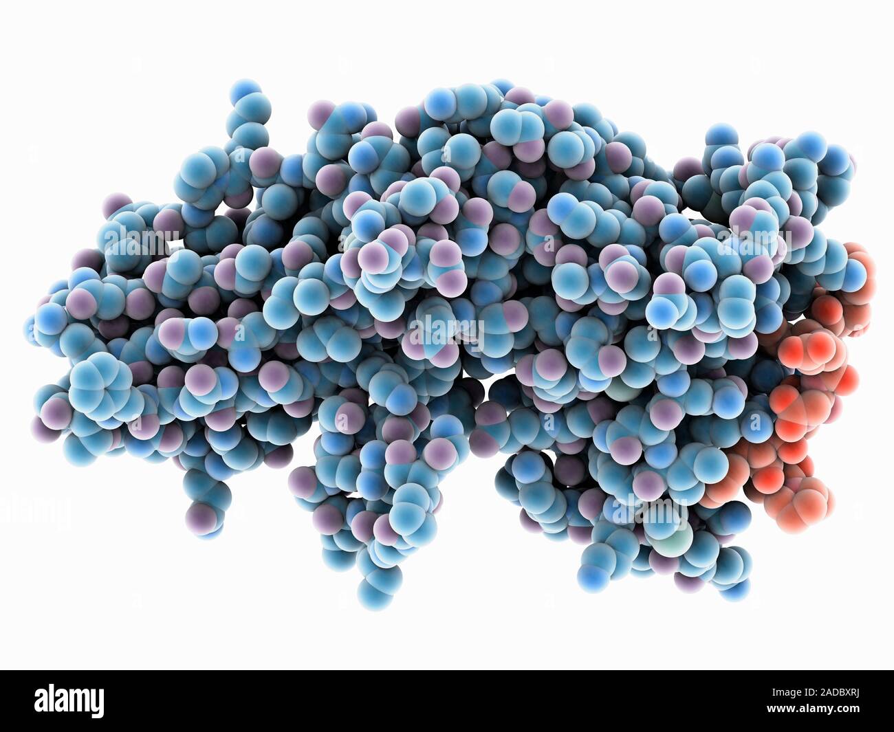 AP 2 clathrin adapter appendage complex. Computer model showing the ...