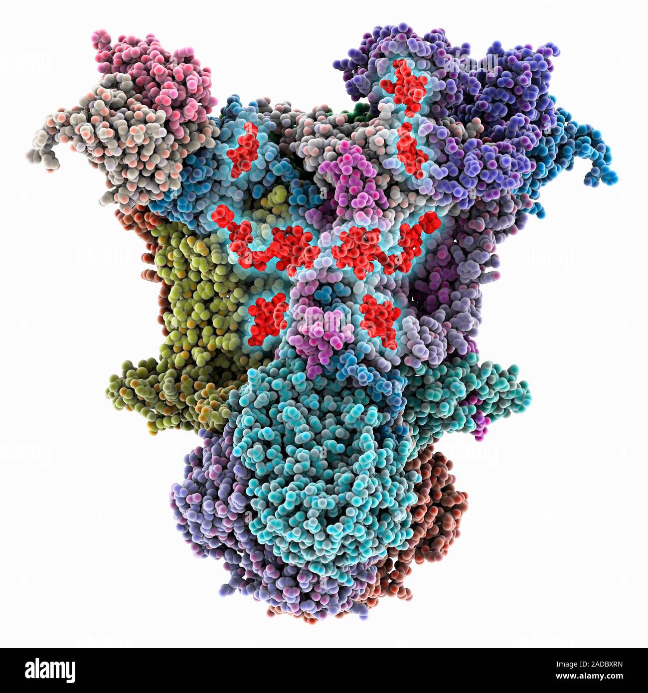 Cytochrome bc1 cytochrome c complex. Computer model showing the ...