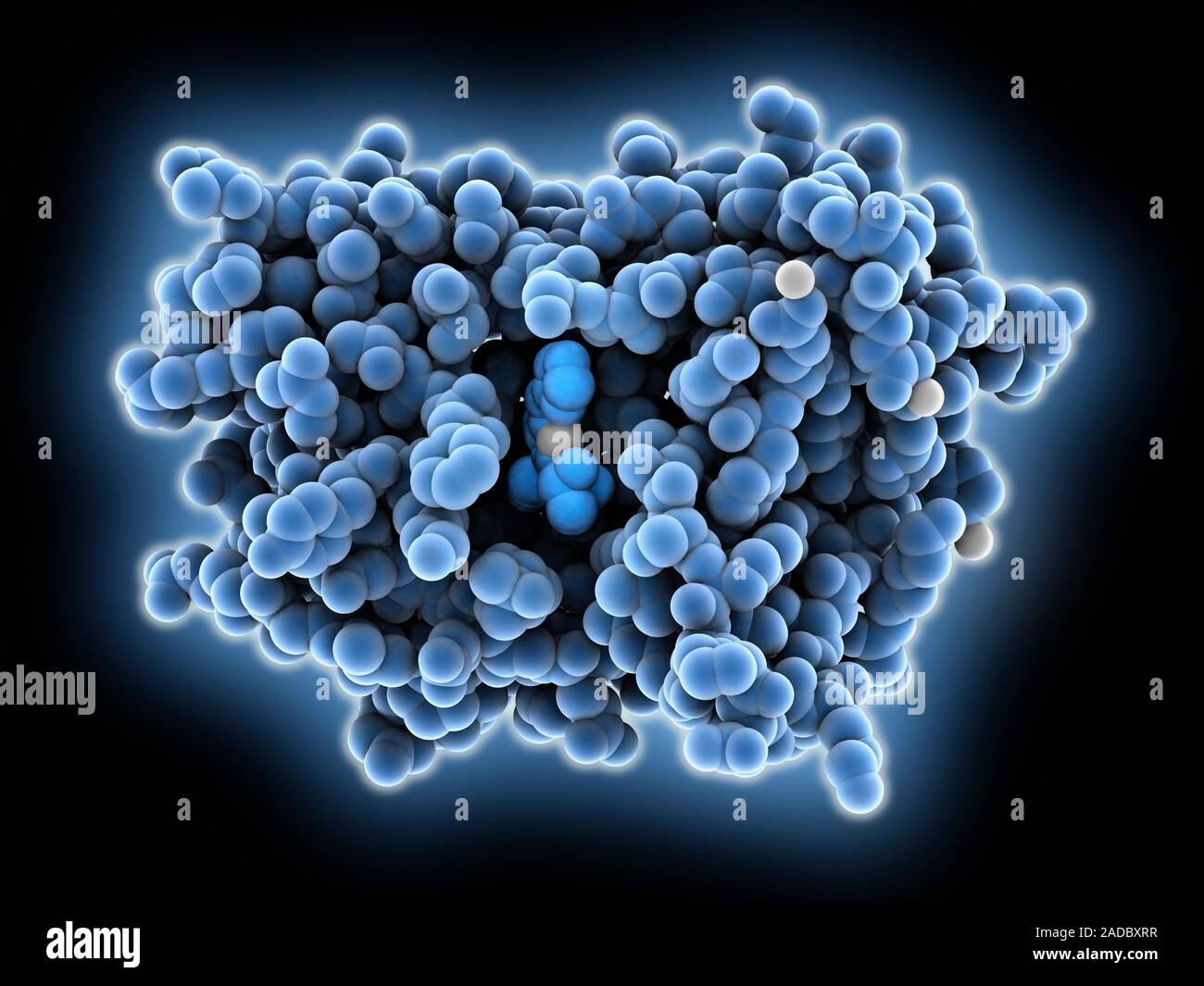 Blue fluorescent protein molecule. Blue fluorescent protein (pale blue ...