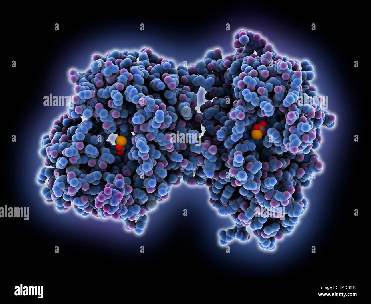Lactoferrin molecule. Computer model showing the structure of ...