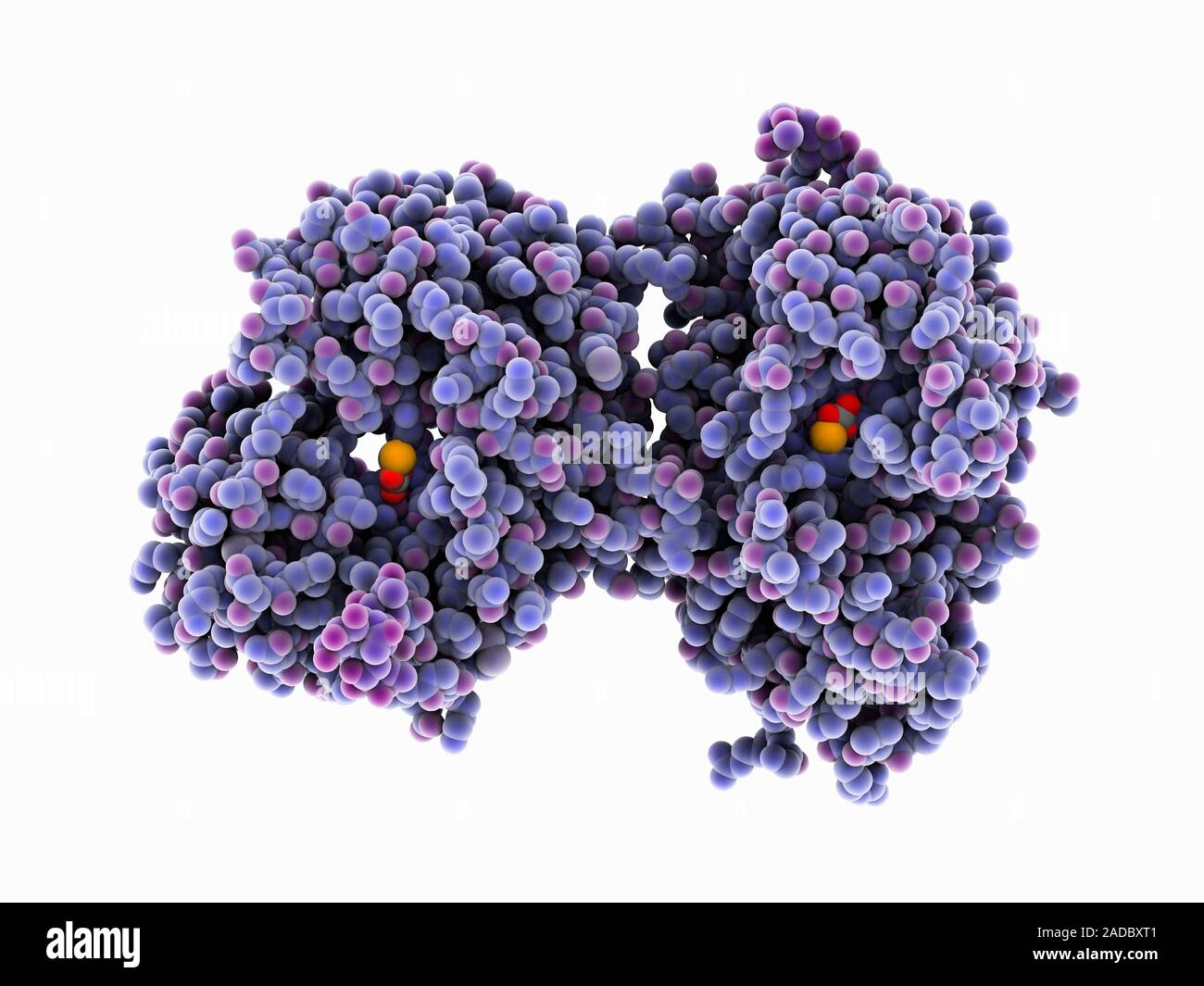 Lactoferrin molecule. Computer model showing the structure of ...