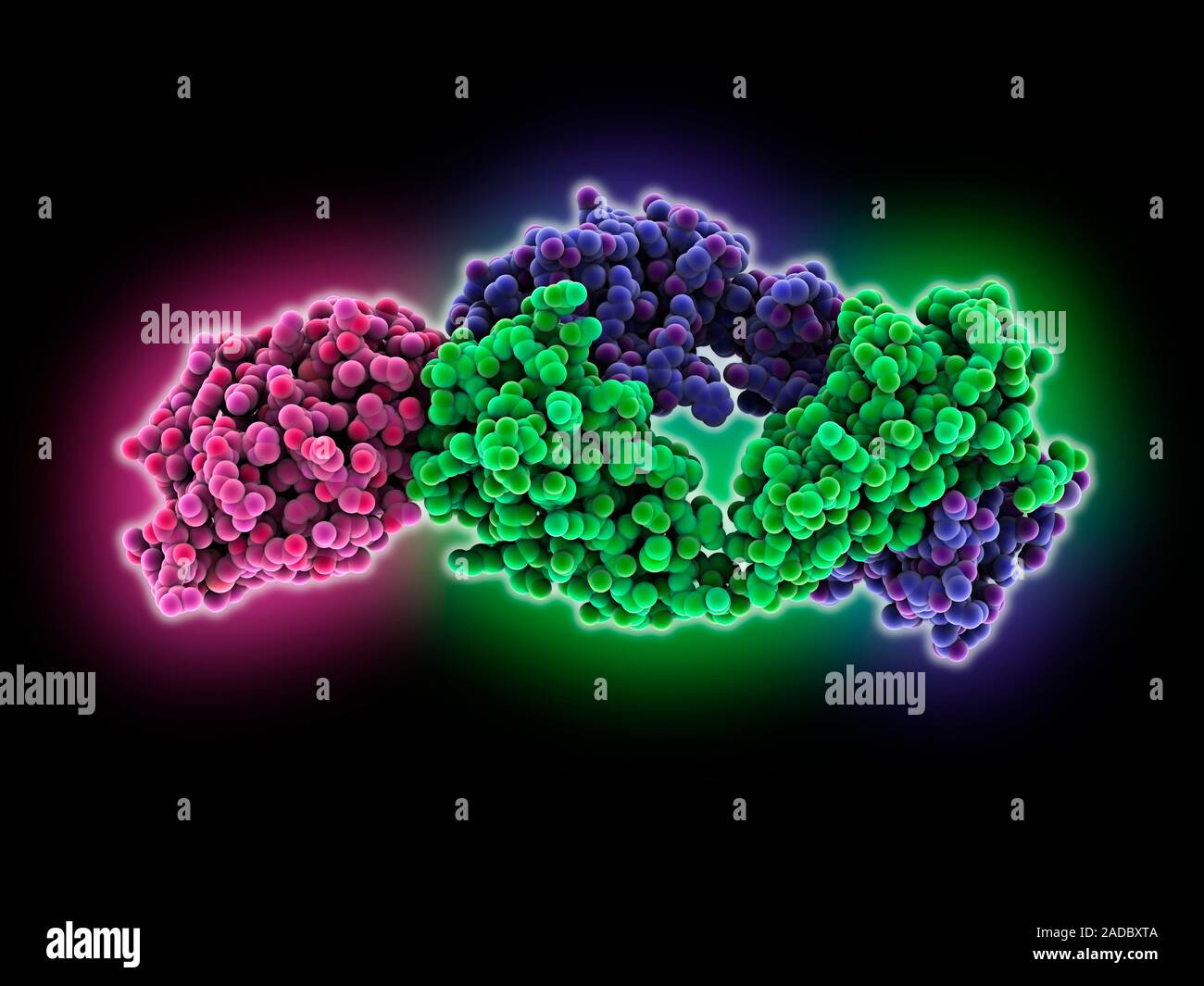 Antibody complexed with lysozyme. Computer model showing antigen ...