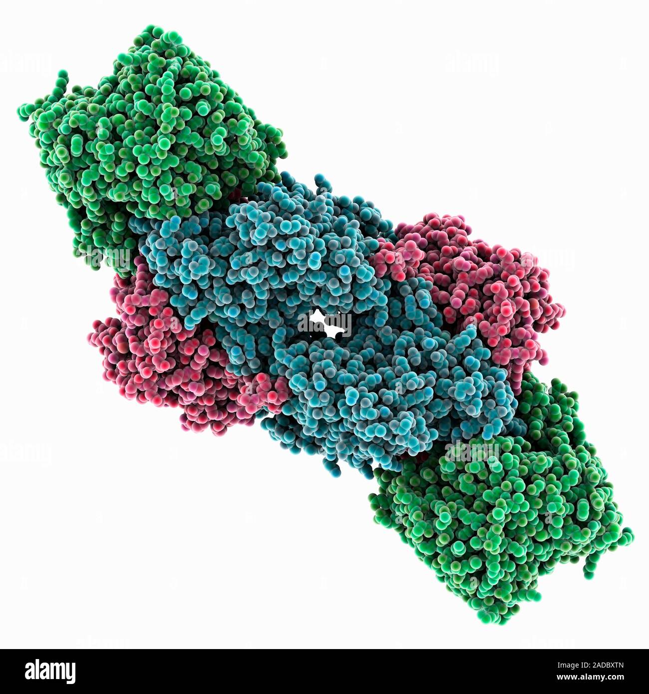 Nitrogenase complex. Computer model showing the structure of a ...