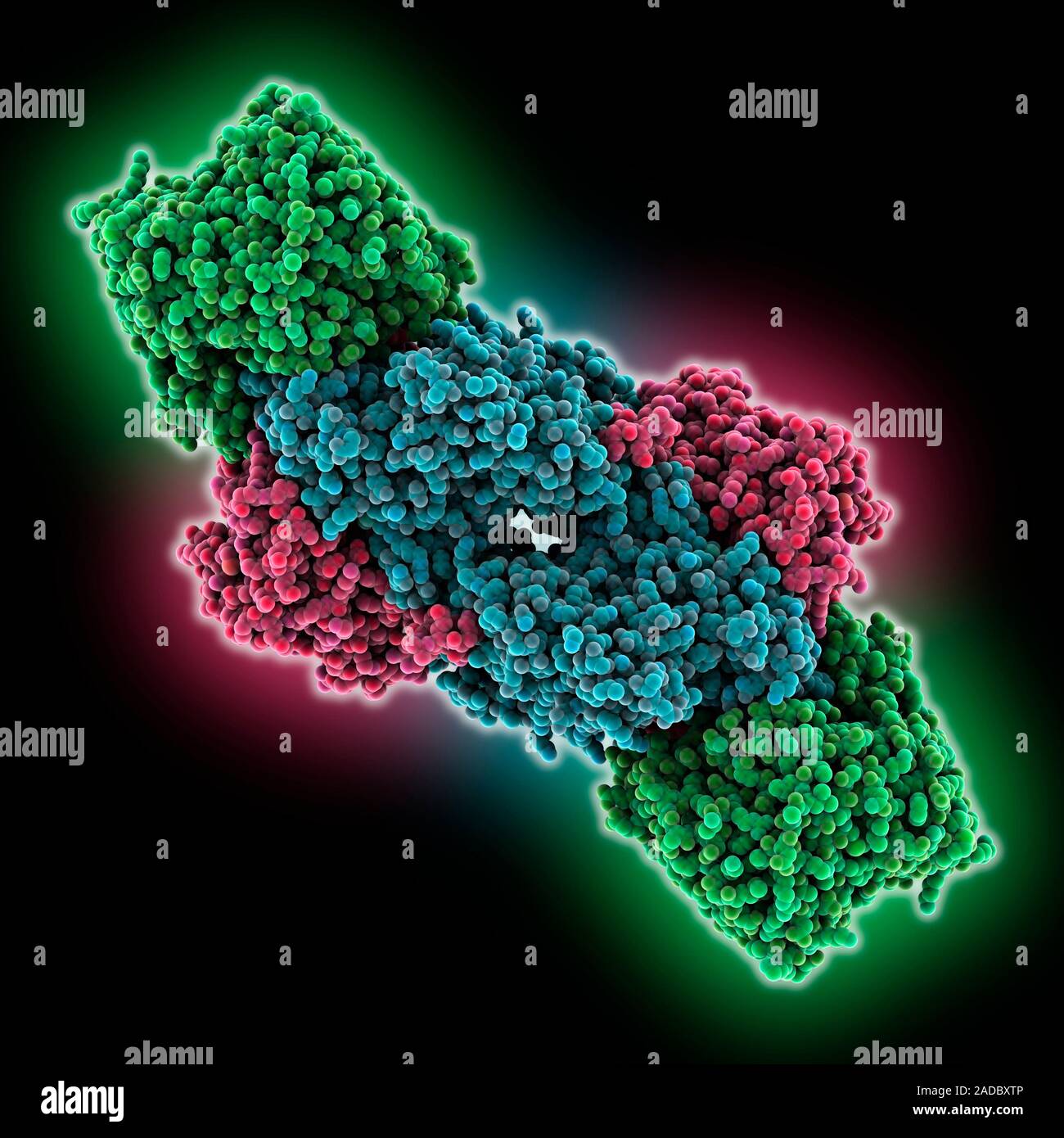 Nitrogenase complex. Computer model showing the structure of a ...