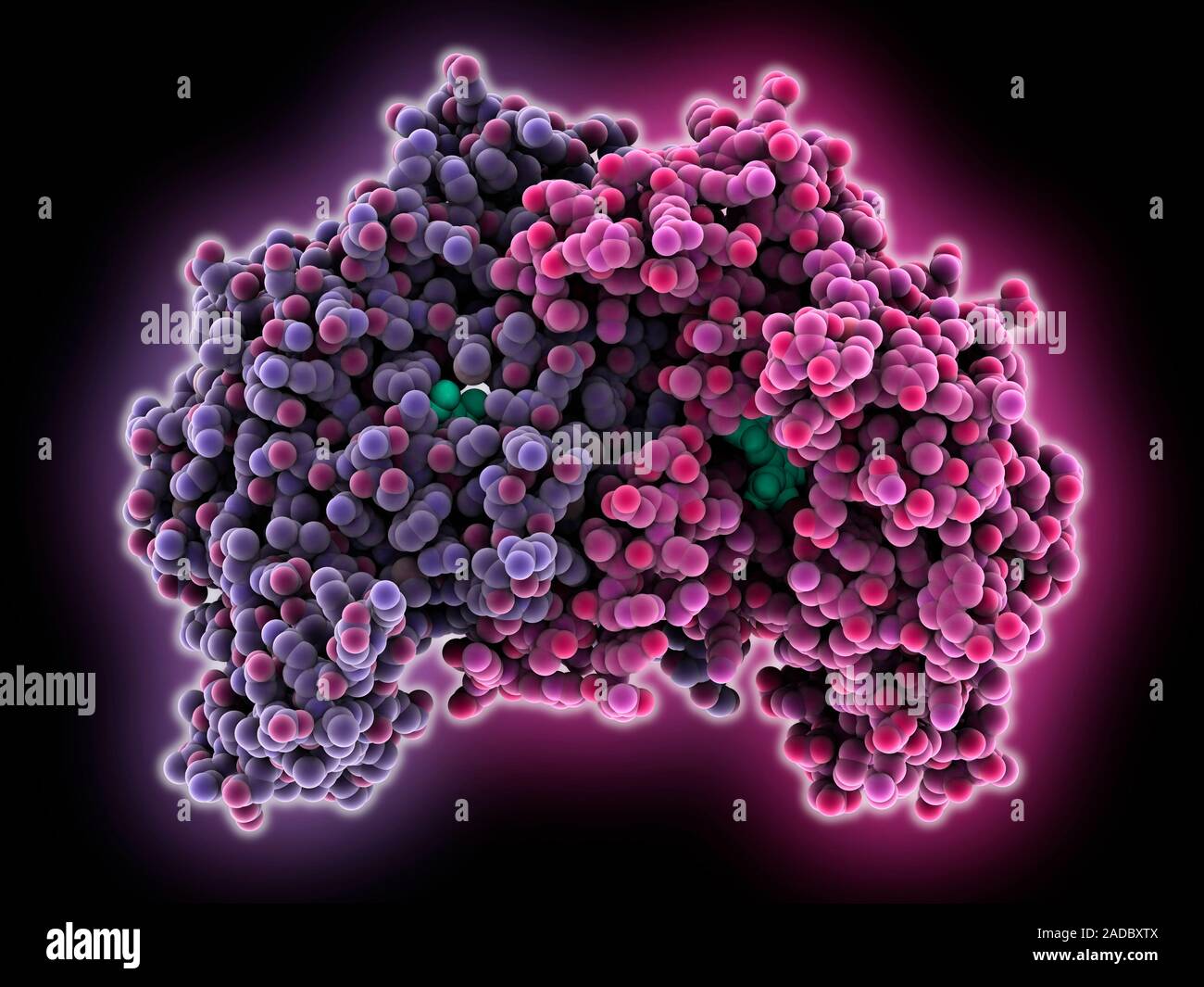 Nitric oxide synthase oxygenase. Computer model showing the dimeric ...