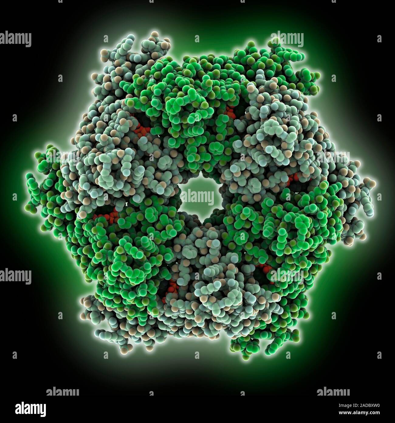 NSF molecule. Computer model showing the structure of NSF (N ...