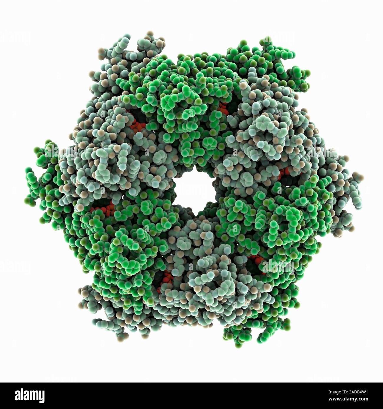 NSF molecule. Computer model showing the structure of NSF (N ...
