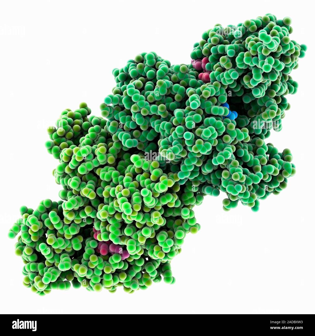 Alpha-glucosidase complex. Computer model of alpha-glucosidase (yellow ...