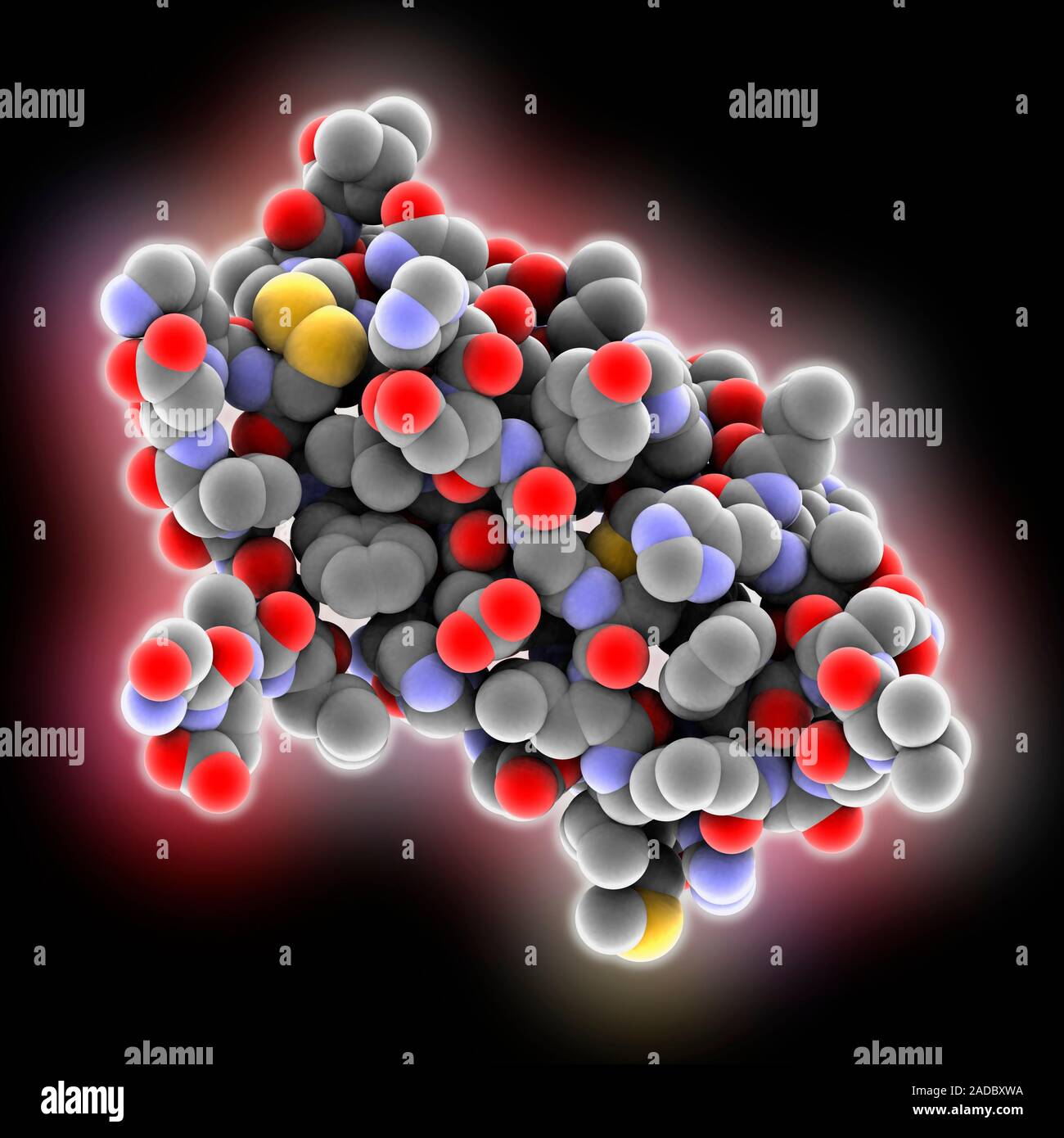 Amyloid-beta precursor protein fragment. Computer model showing the ...