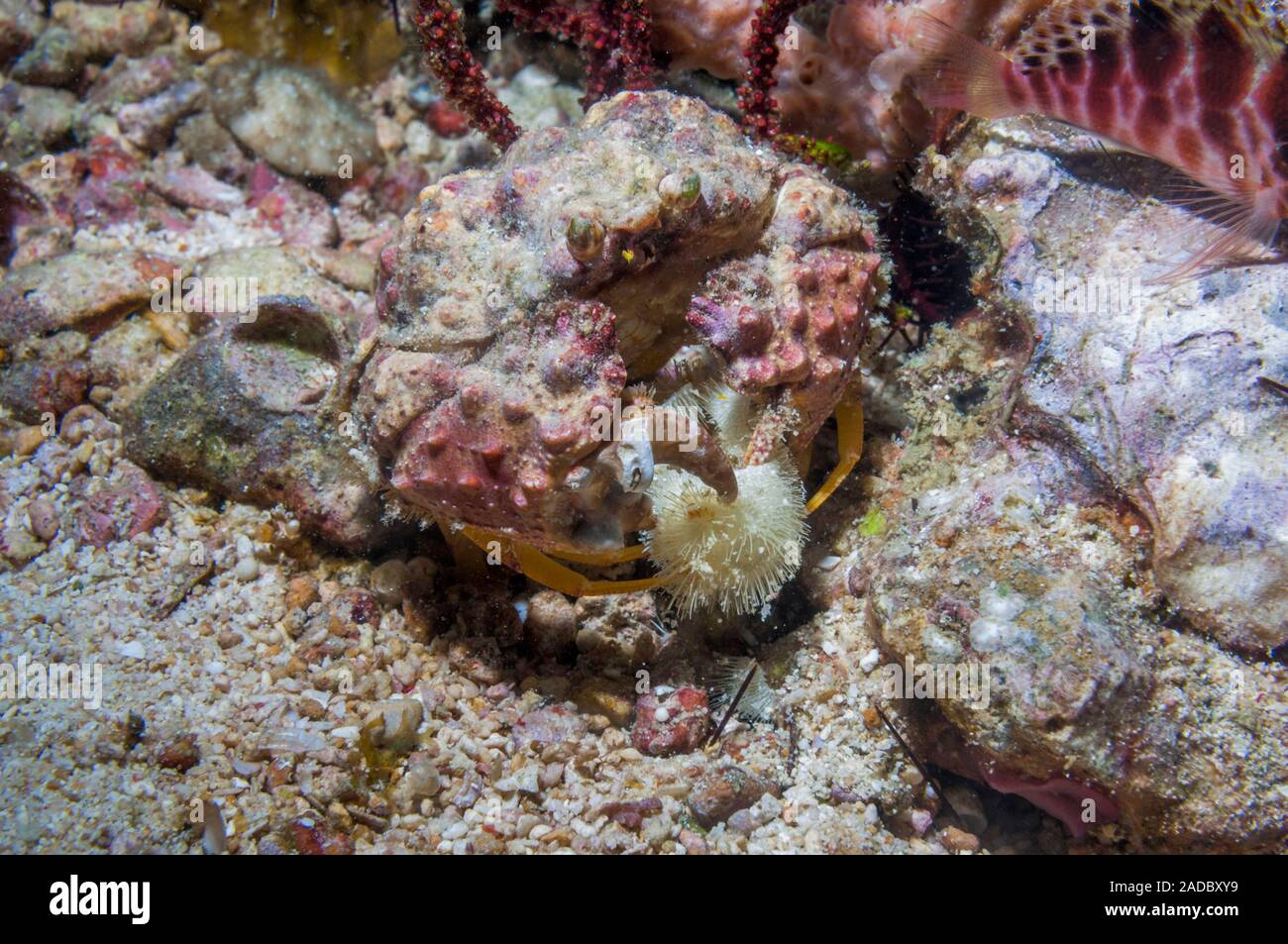Rough box crab (Calappa gallus) feeding on an urchin (white ...
