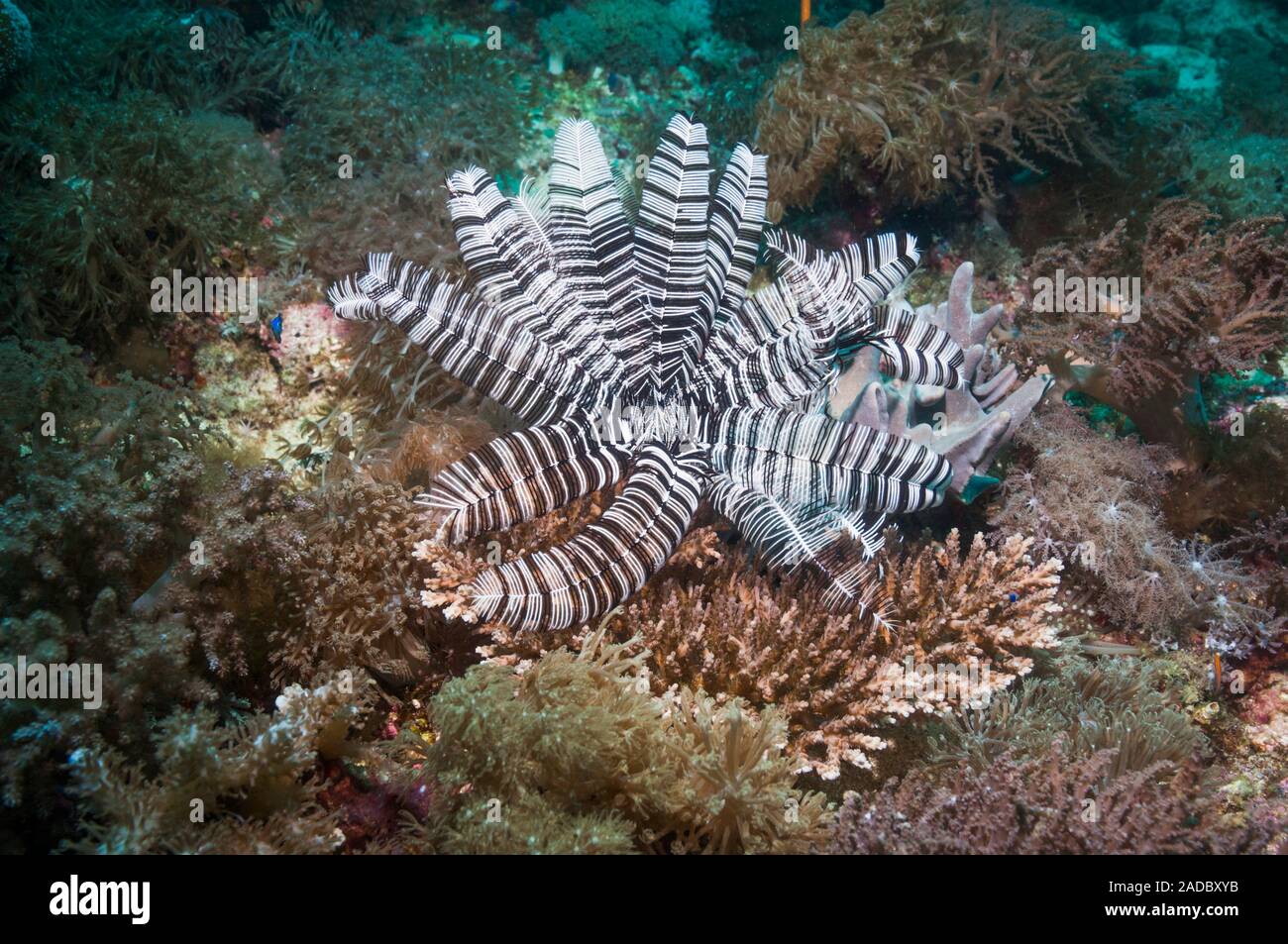 Featherstar. This marine invertebrate (also called a crinoid) is an ...