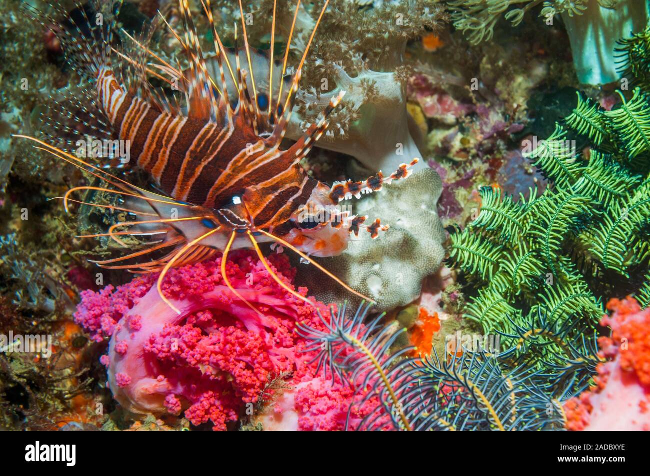 Spotfin lionfish (Pterois antennata) hunting on a coral reef ...