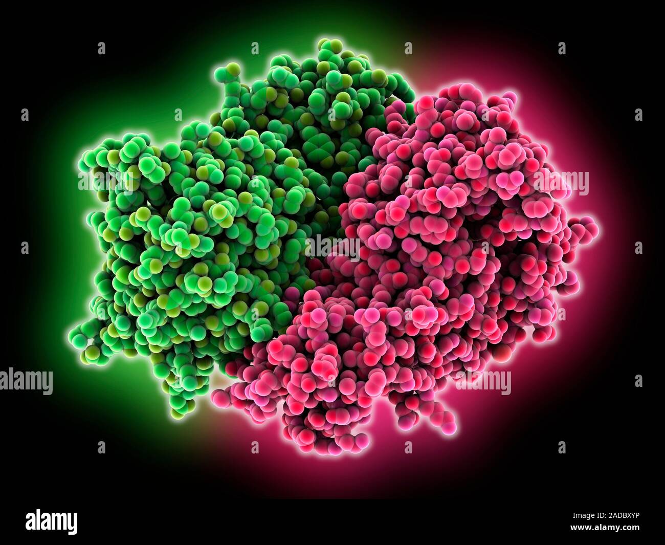 Phenylalanine hydroxylase molecule. Computer model showing the ...
