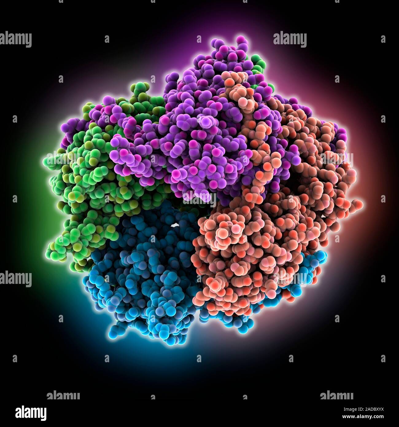Borna disease virus nucleoprotein. Computer model showing the ...