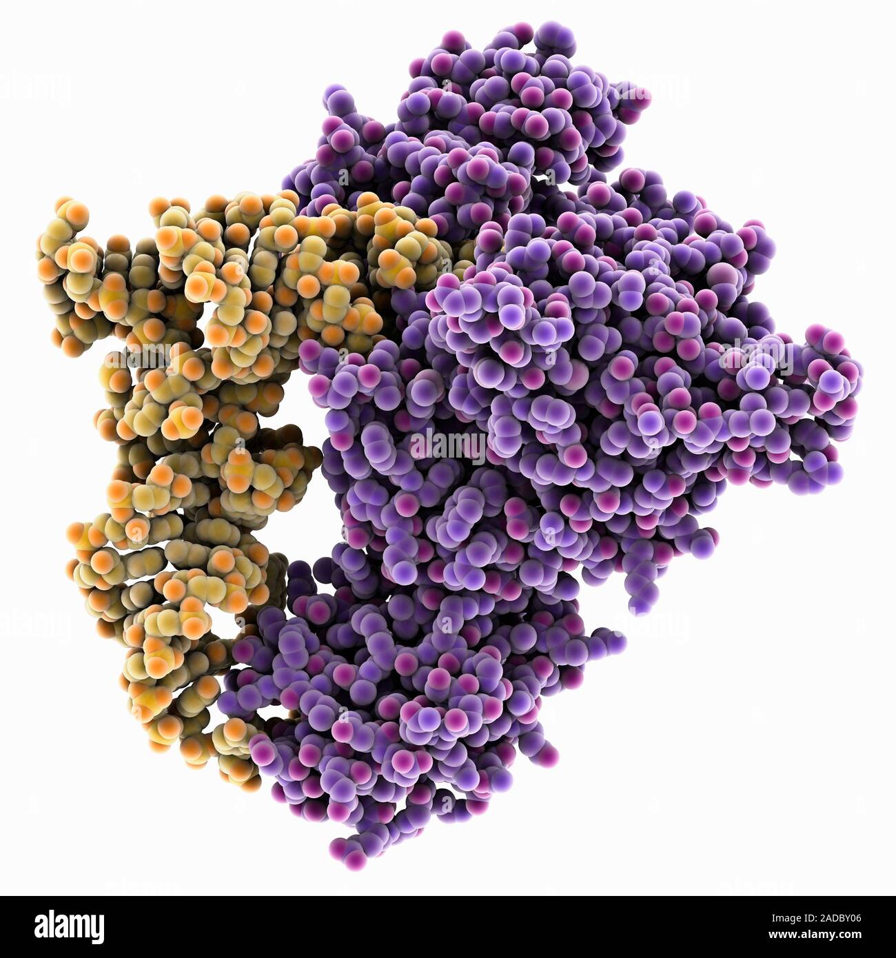 Threonyl-transfer RNA (tRNA) synthetase complex. Computer model showing ...