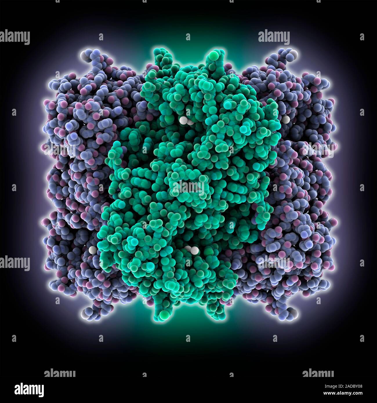 ALAD dehydratase enzyme. Computer model of the enzyme 5-aminolaevulinic ...