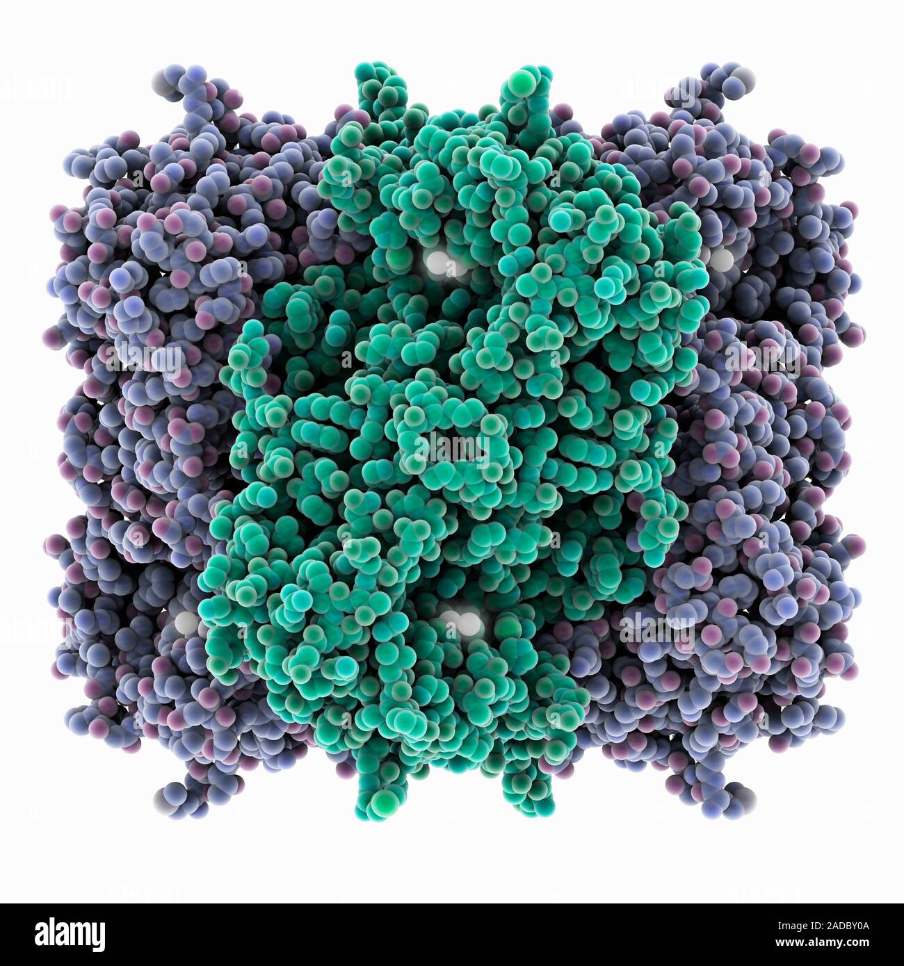 ALAD dehydratase enzyme. Computer model of the enzyme 5-aminolaevulinic ...