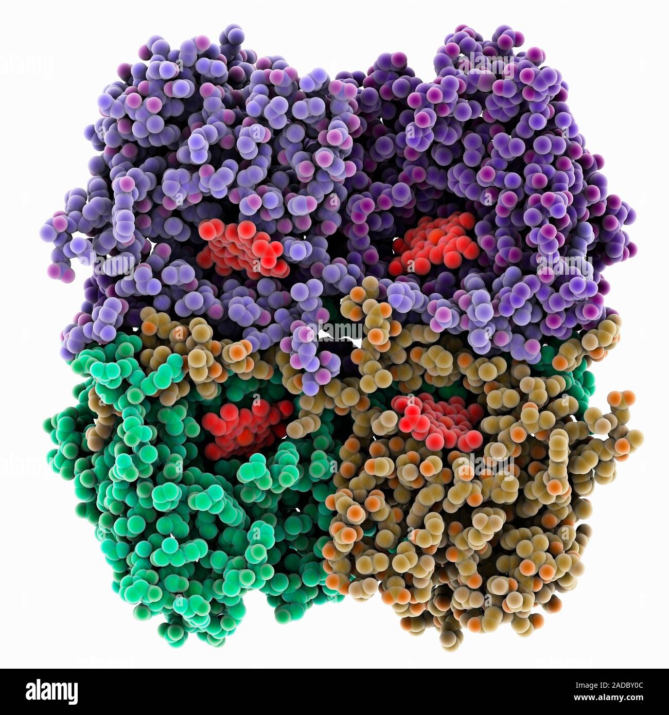Human erythrocyte catalase complex. Computer model showing a human ...