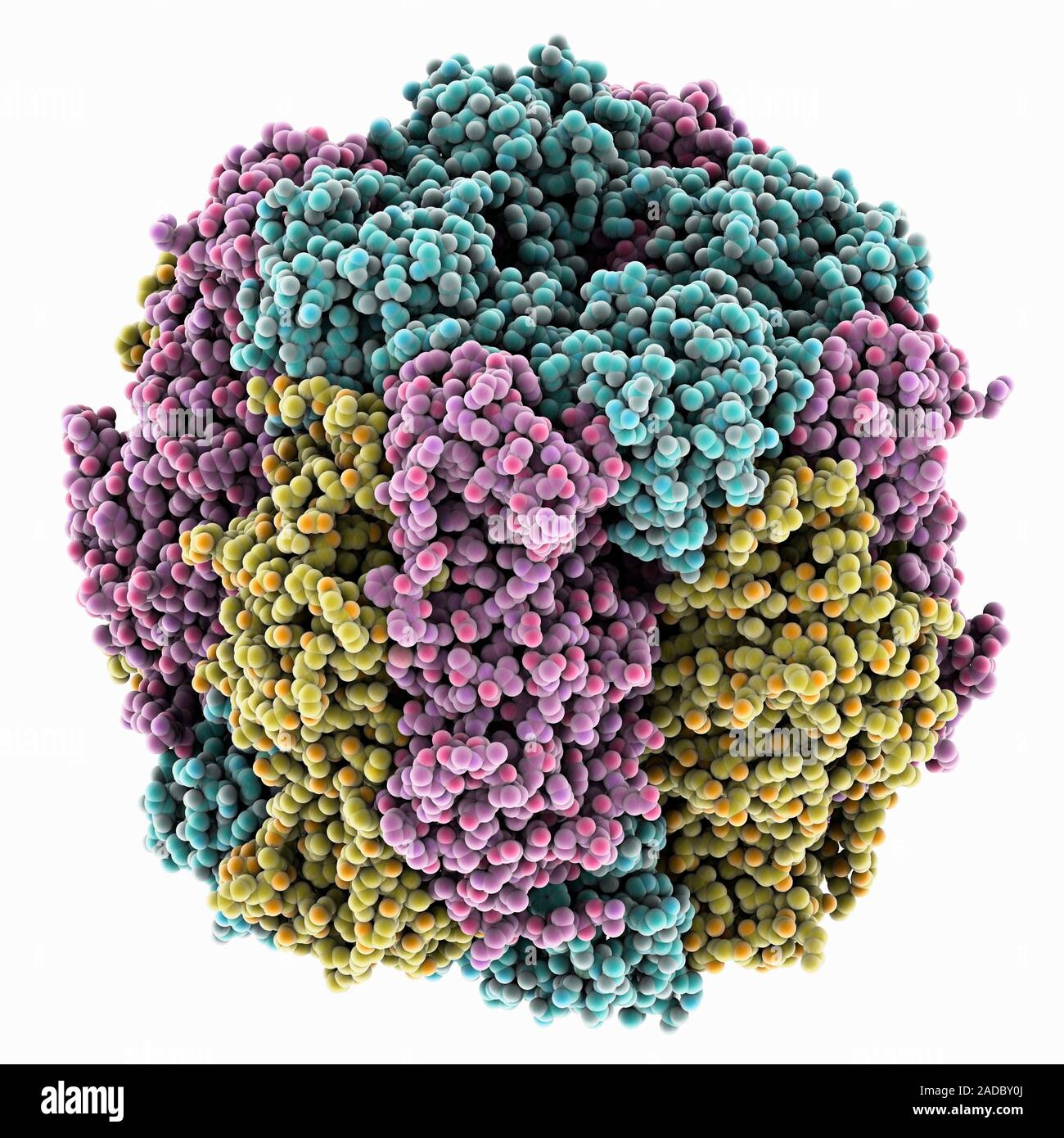 Rubisco molecule. Computer model showing the structure of spinach ...