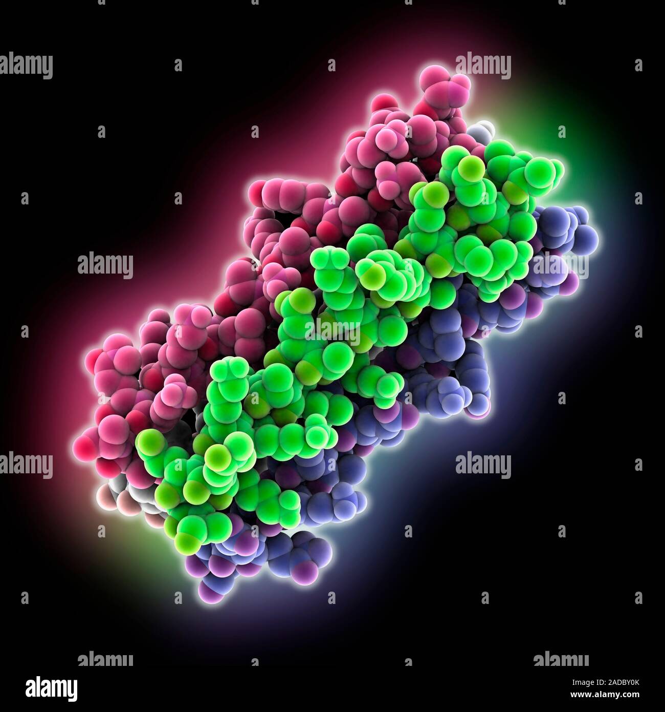 Designer protein RH4 molecule. Computer model showing an engineered ...
