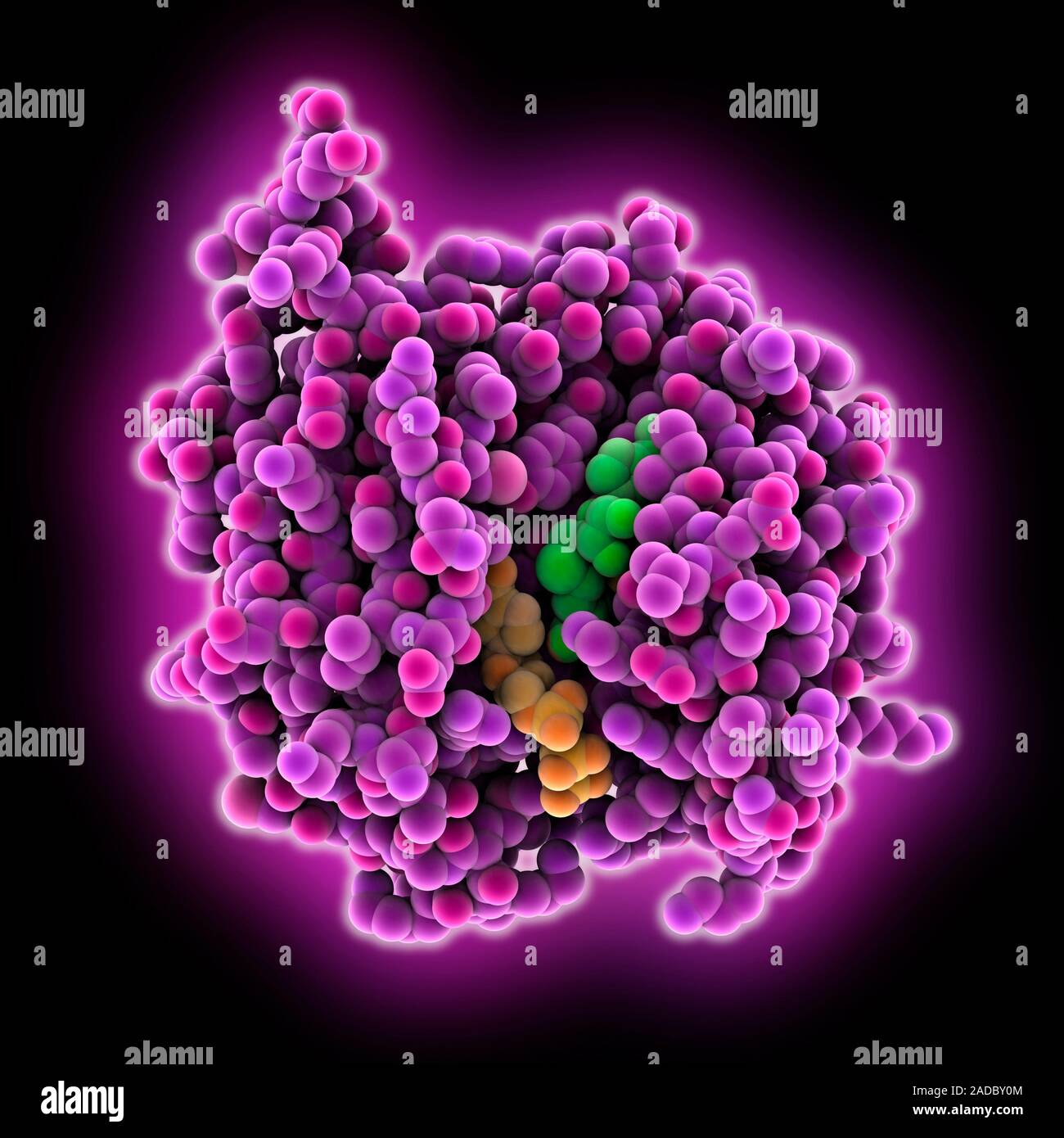 Messenger-RNA capping methyltransferase. Computer model showing the ...