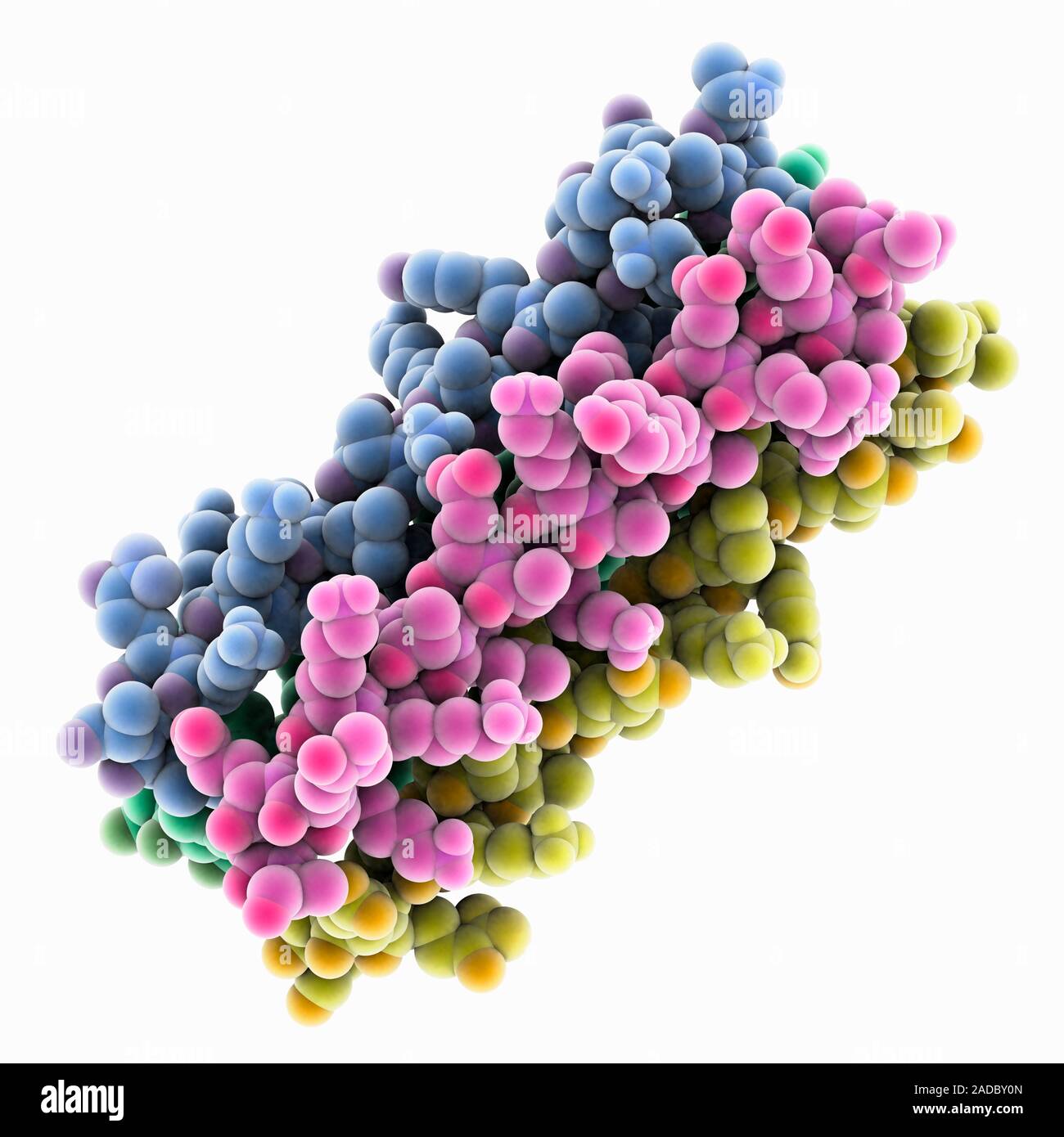 Designer protein RH4 molecule. Computer model showing an engineered ...