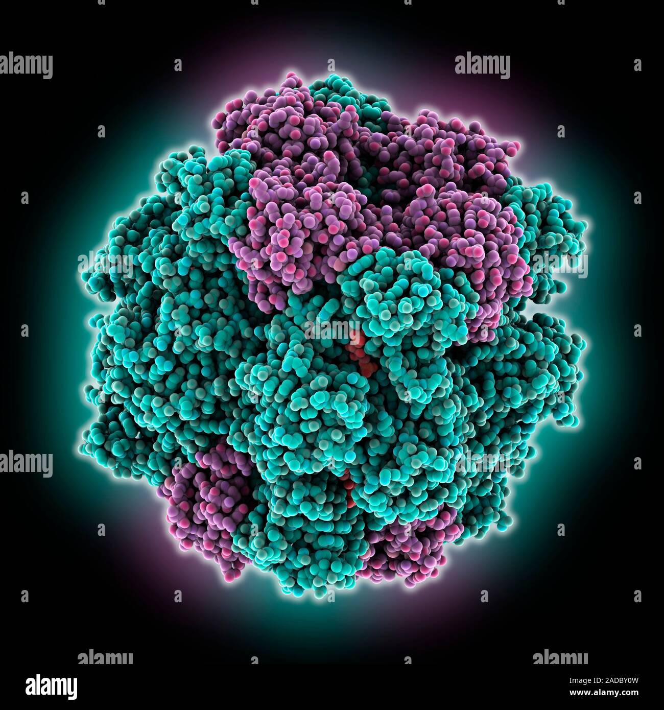 Rubisco molecule. Computer model showing the structure of tobacco ...