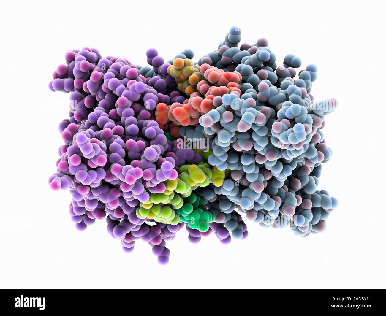 Restriction enzyme DNA complex. Computer model showing the restriction ...