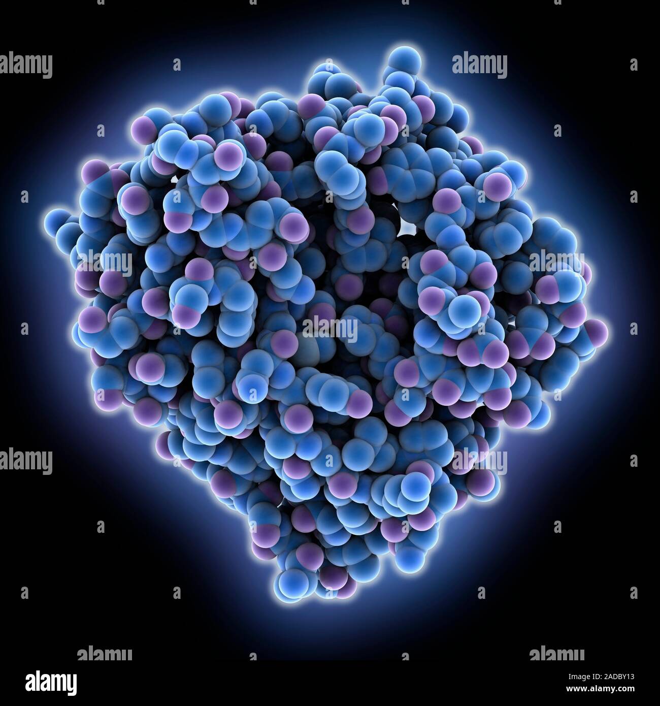 Subtilisin BPN molecule. Computer model showing the structure of the ...