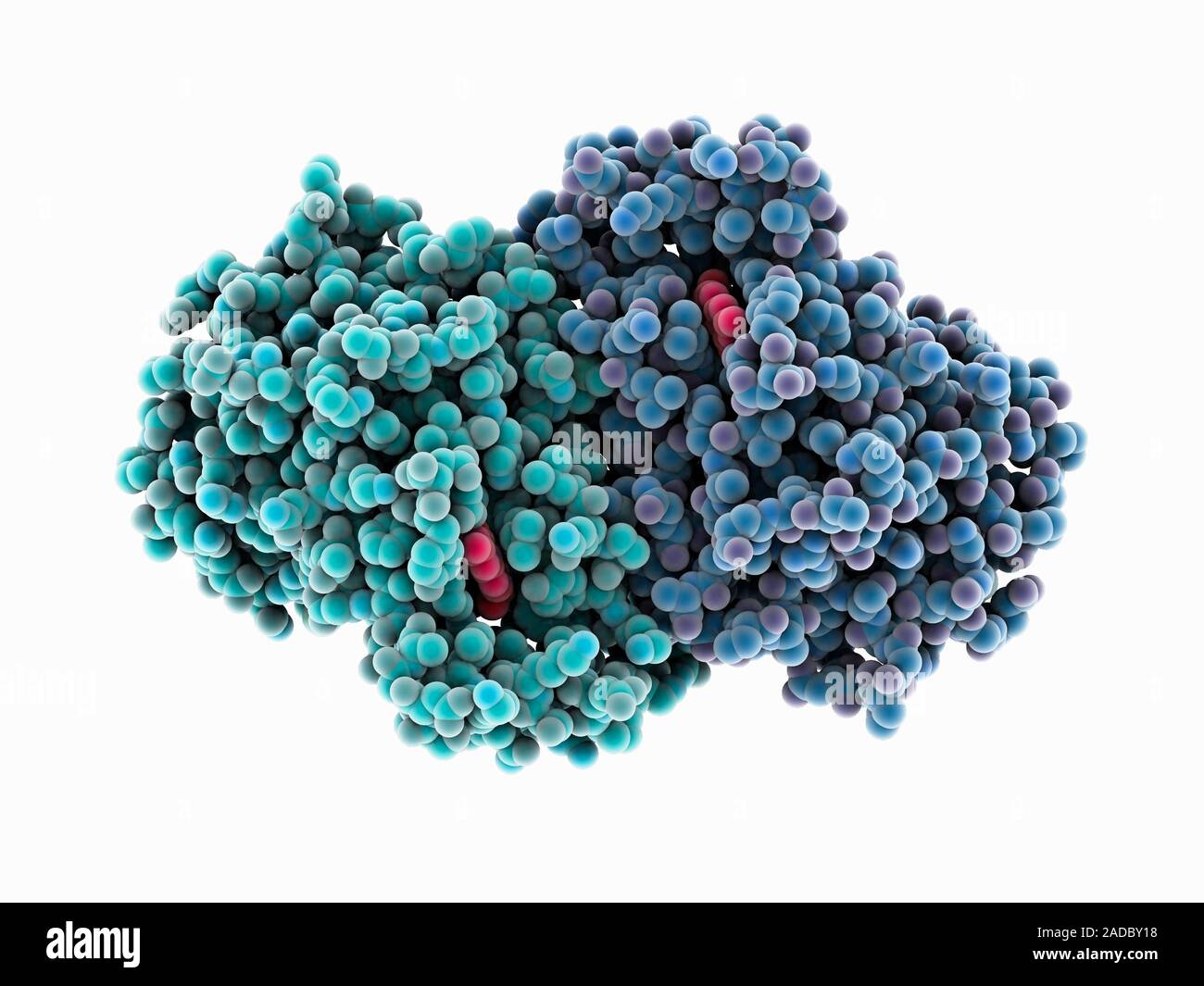 Sepiapterin reductase (SR) molecule. Computer model showing the ...