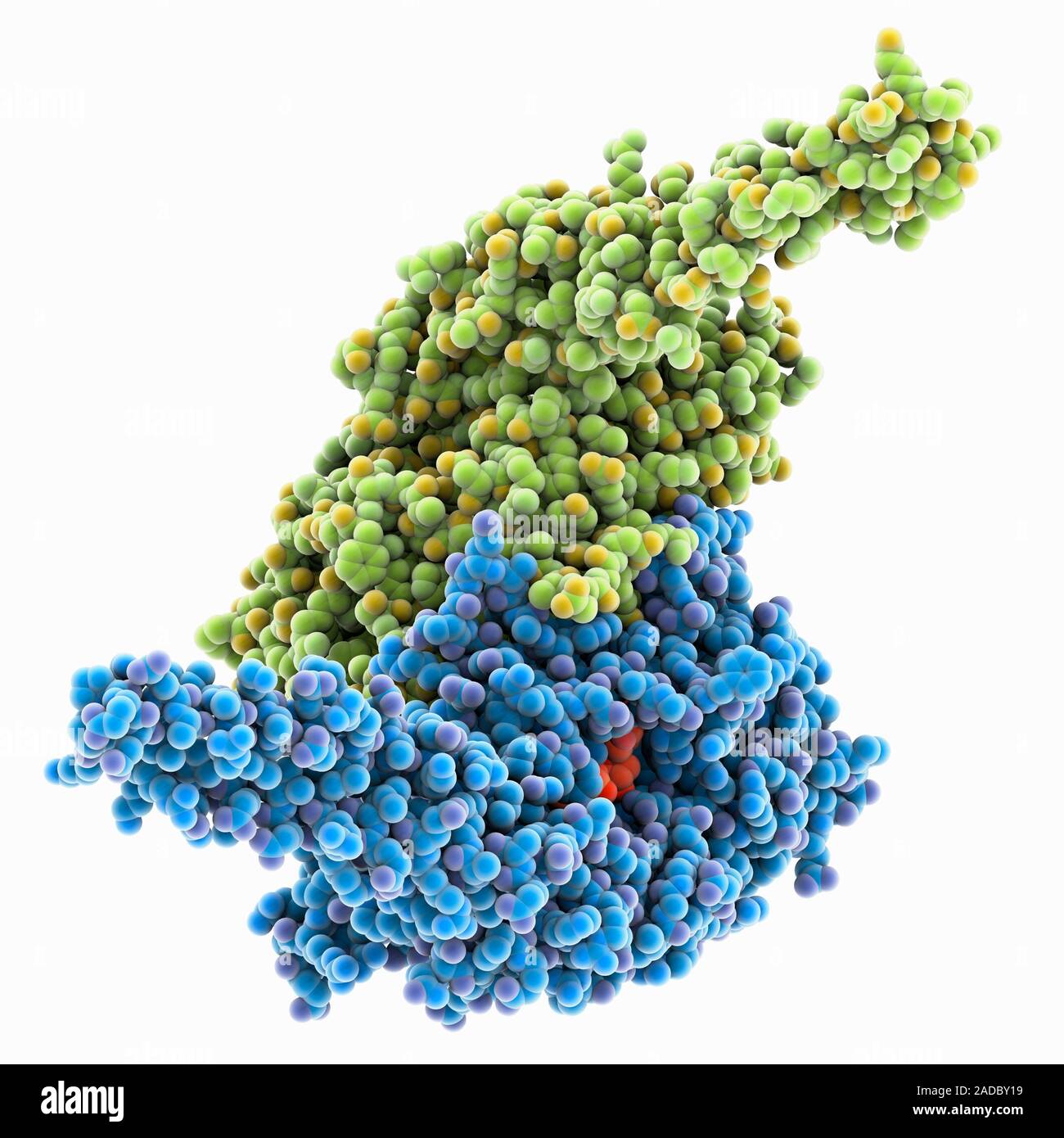 Seryl-transfer RNA (tRNA) synthetase complex. Computer model showing ...