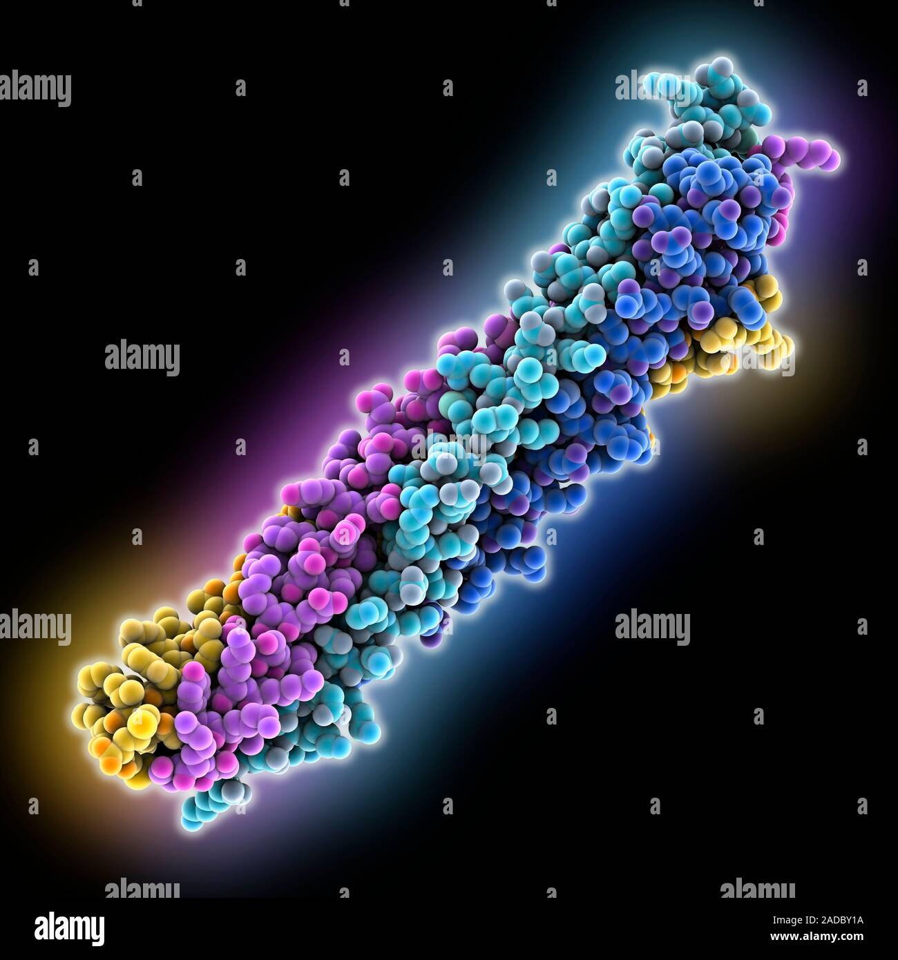 Neuronal synaptic fusion complex. Computer model showing the structure ...