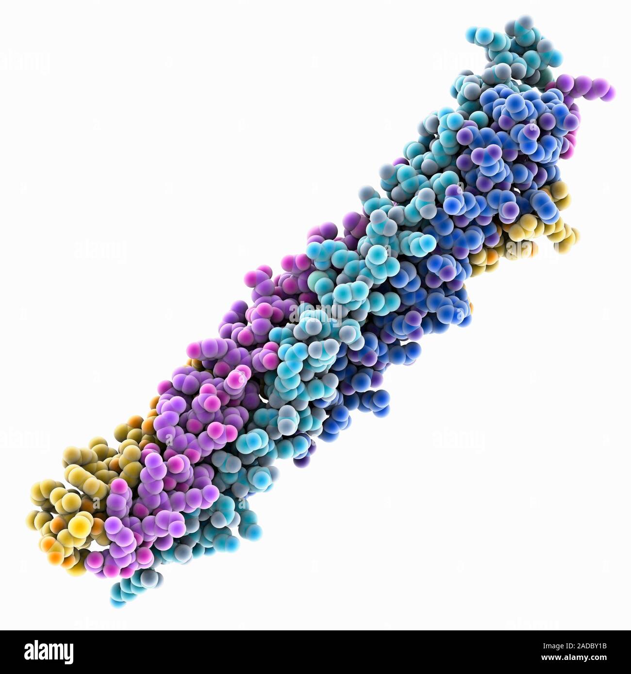 Neuronal synaptic fusion complex. Computer model showing the structure ...